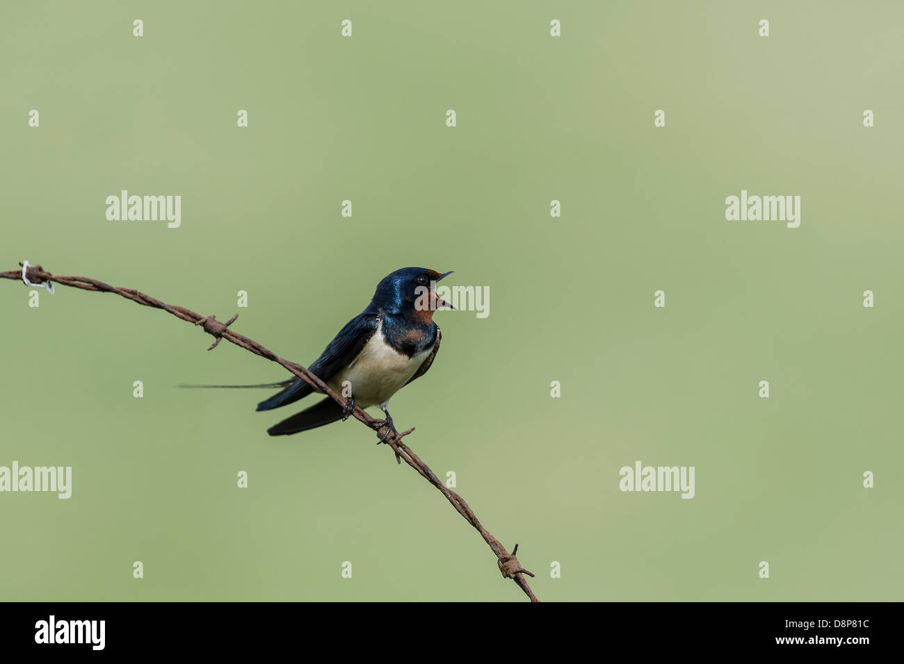 Barn Swallows on a wire fence Stock Photo - Alamy