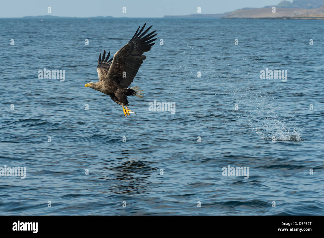 A White Tailed Sea Eagle soaring over a Scottish loch and catching fish ...