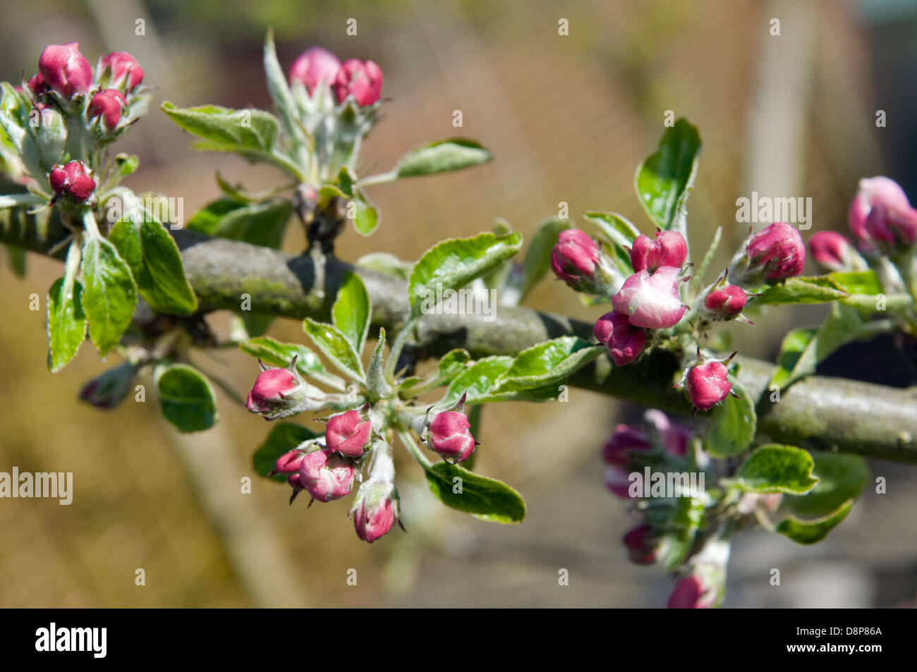 Bush apple tree hi-res stock photography and images - Alamy