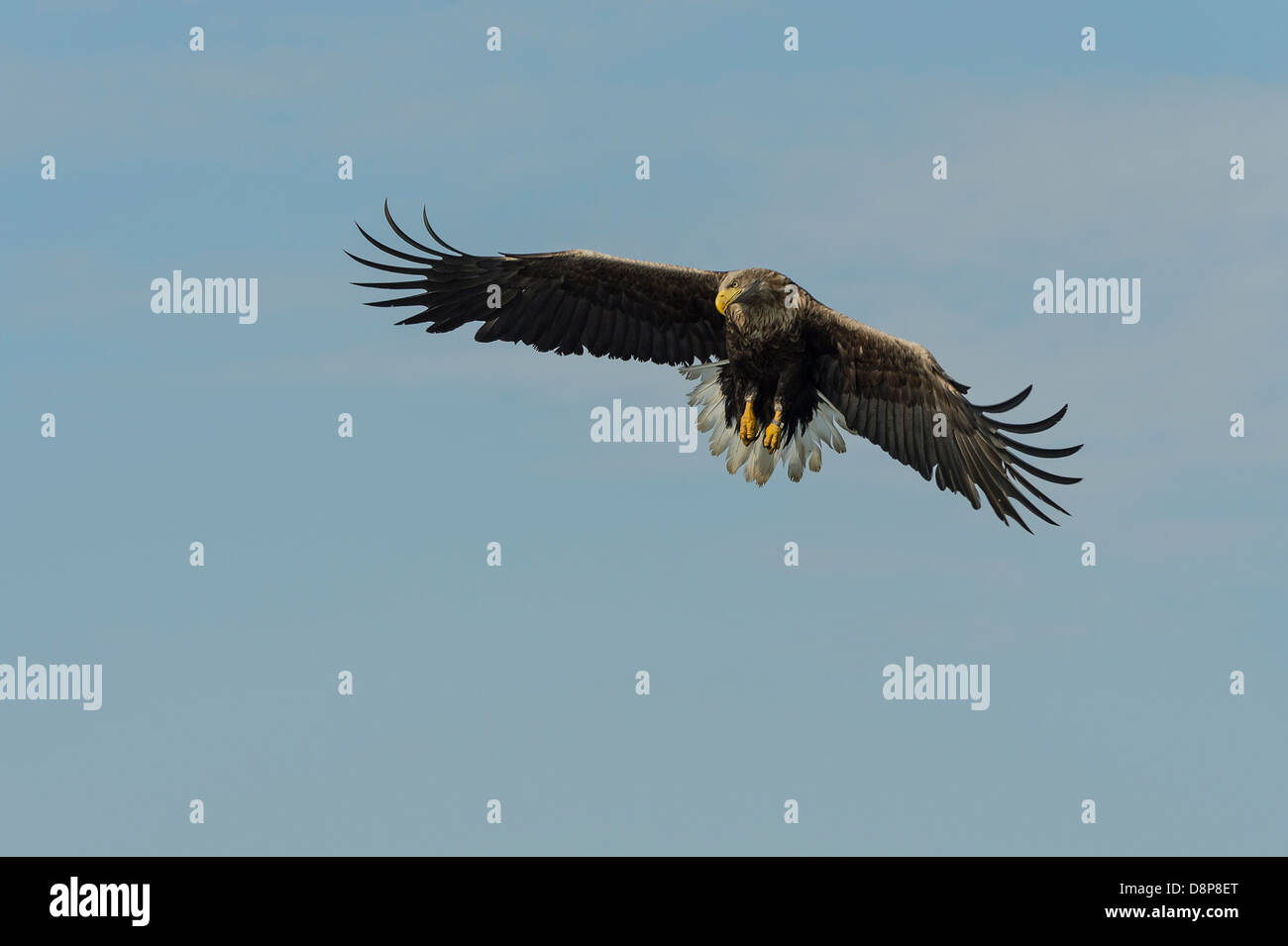 A White Tailed Sea Eagle soaring over a Scottish loch and catching fish ...