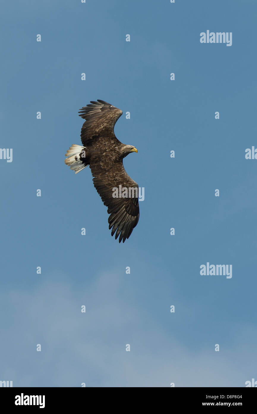 A White Tailed Sea Eagle soaring over a Scottish loch and catching fish ...