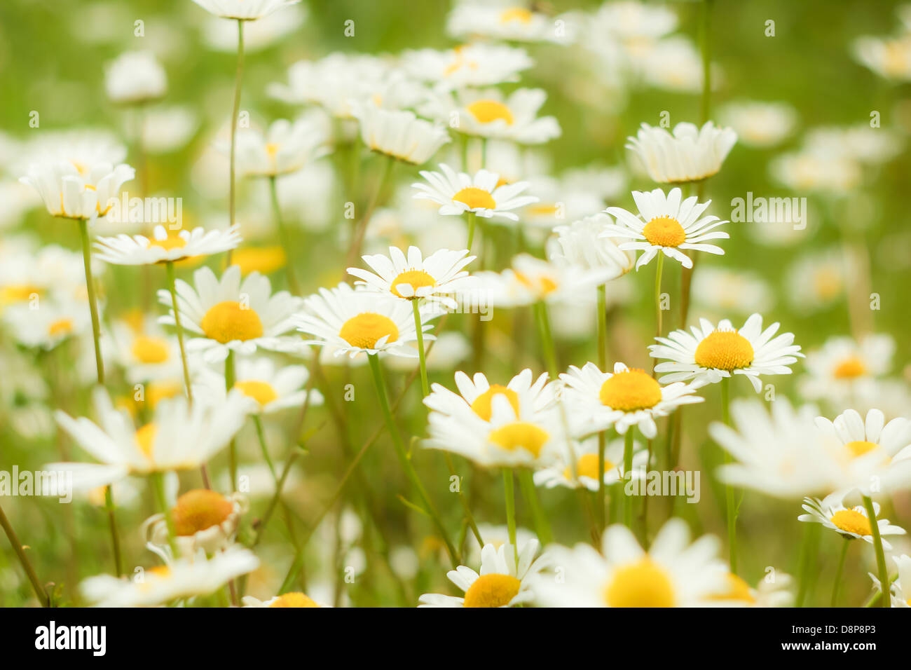 Bright Flower Close-up Background Stock Photo - Alamy