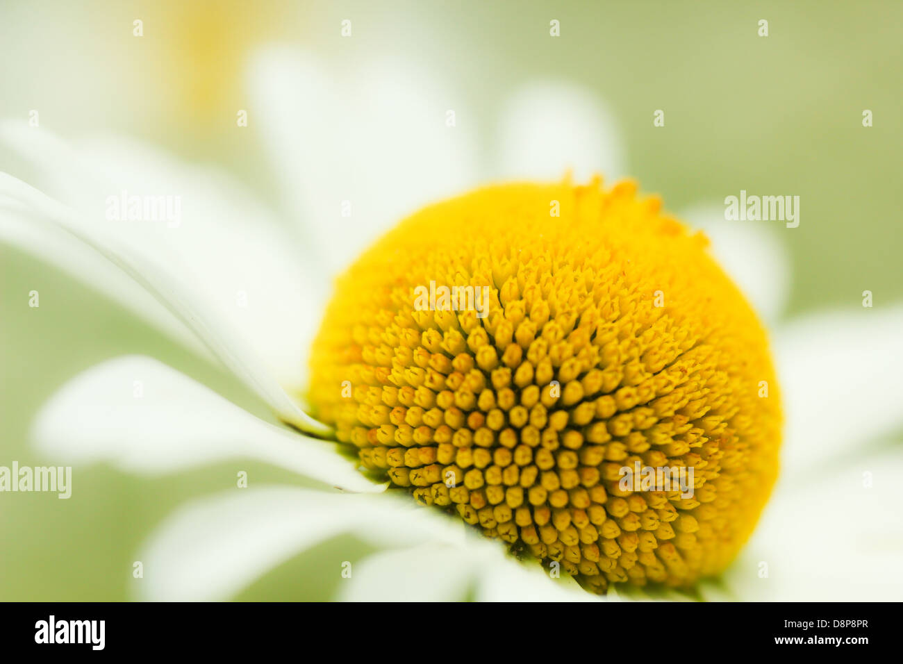 Bright Flower Close-up Background Stock Photo - Alamy