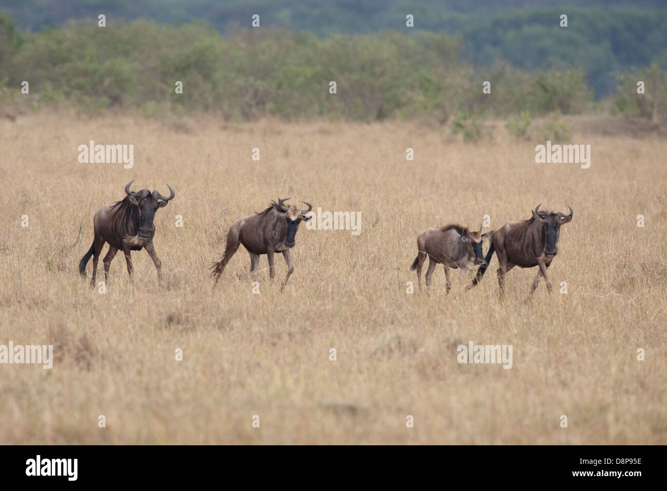 Gnu migration hi-res stock photography and images - Alamy