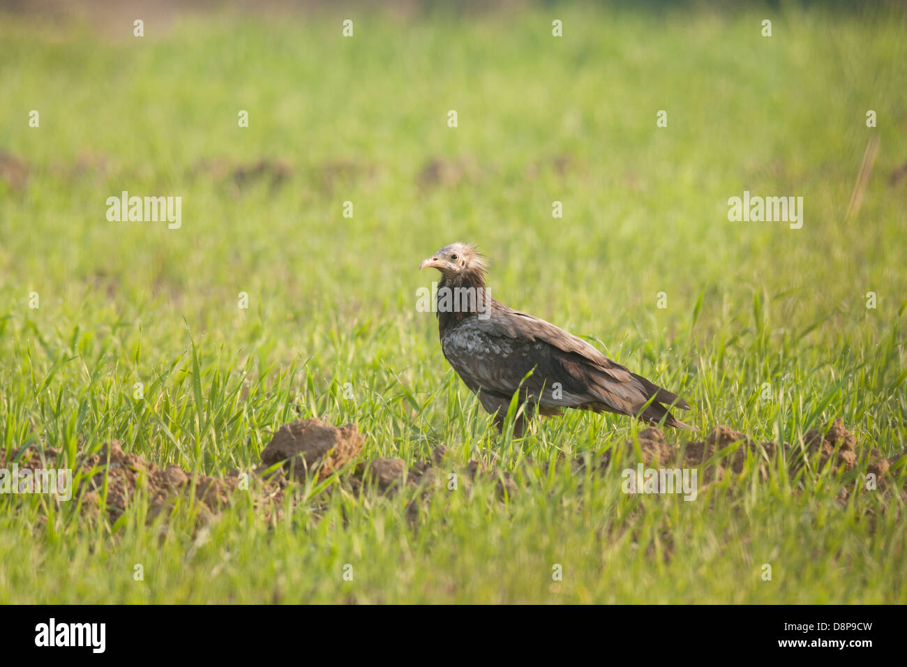 The Egyptian Vulture (Neophron percnopterus), the White Scavenger ...
