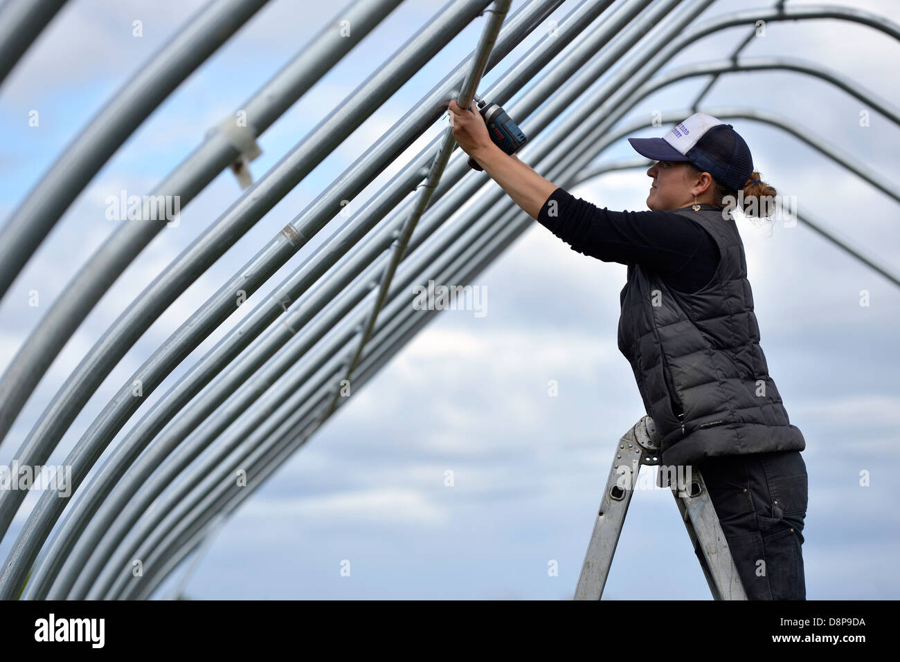 Woman on ladder using drill to attach a purlin onto the frame of a ...