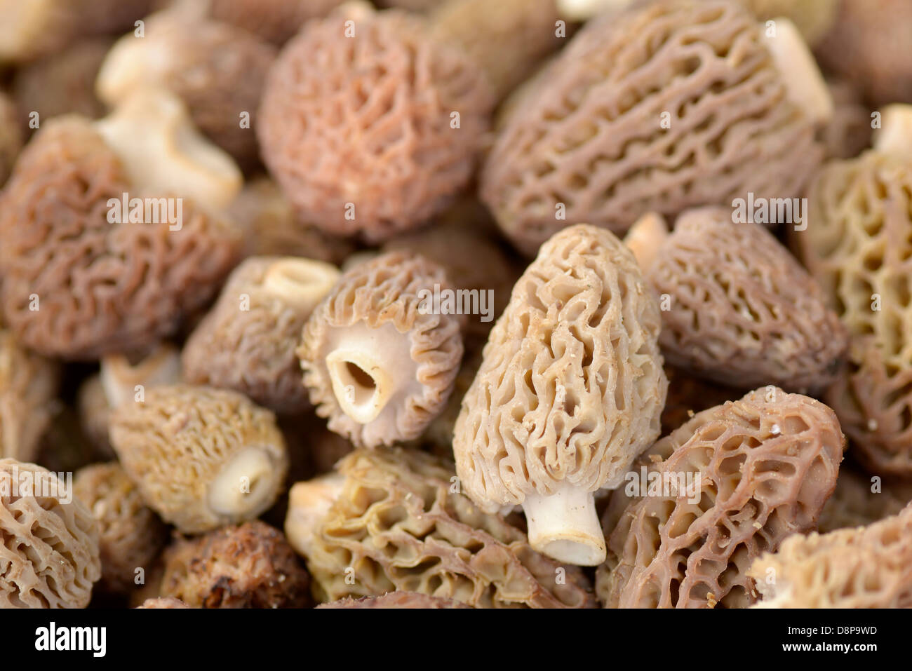 Fresh morel mushrooms, Wallowa Mountains, Oregon Stock Photo - Alamy