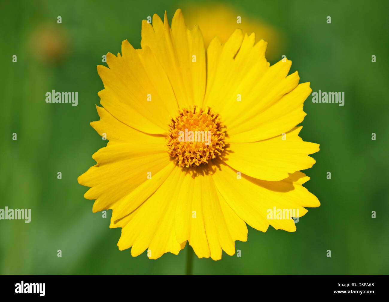 Daisy up close hi-res stock photography and images - Alamy