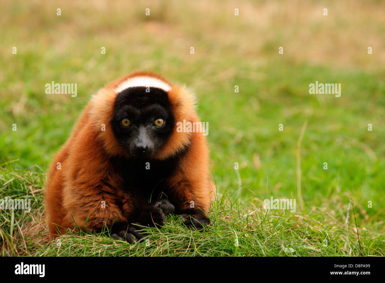Red Ruffed Lemur Stock Photo - Alamy