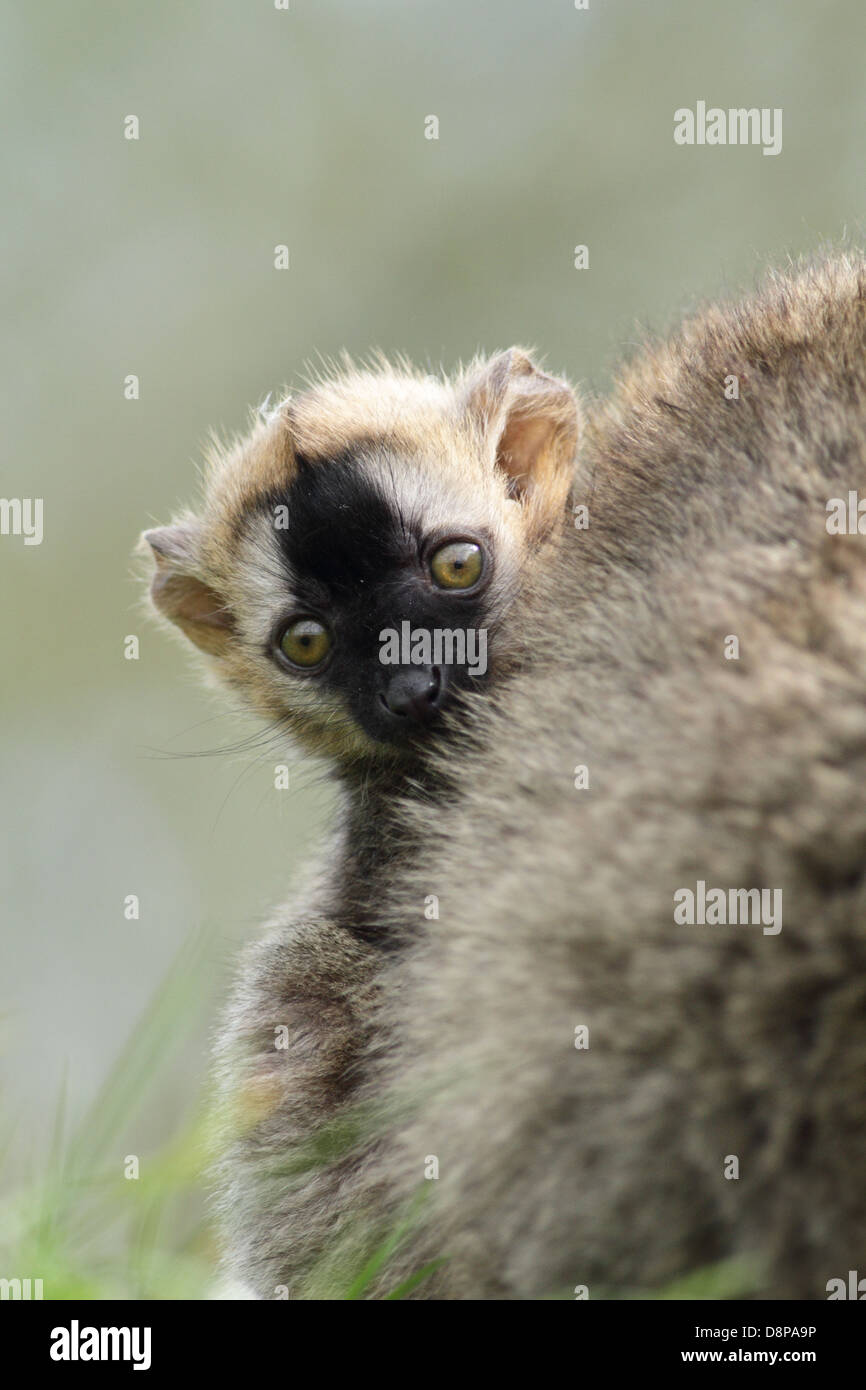 Red Fronted Lemur Stock Photo - Alamy