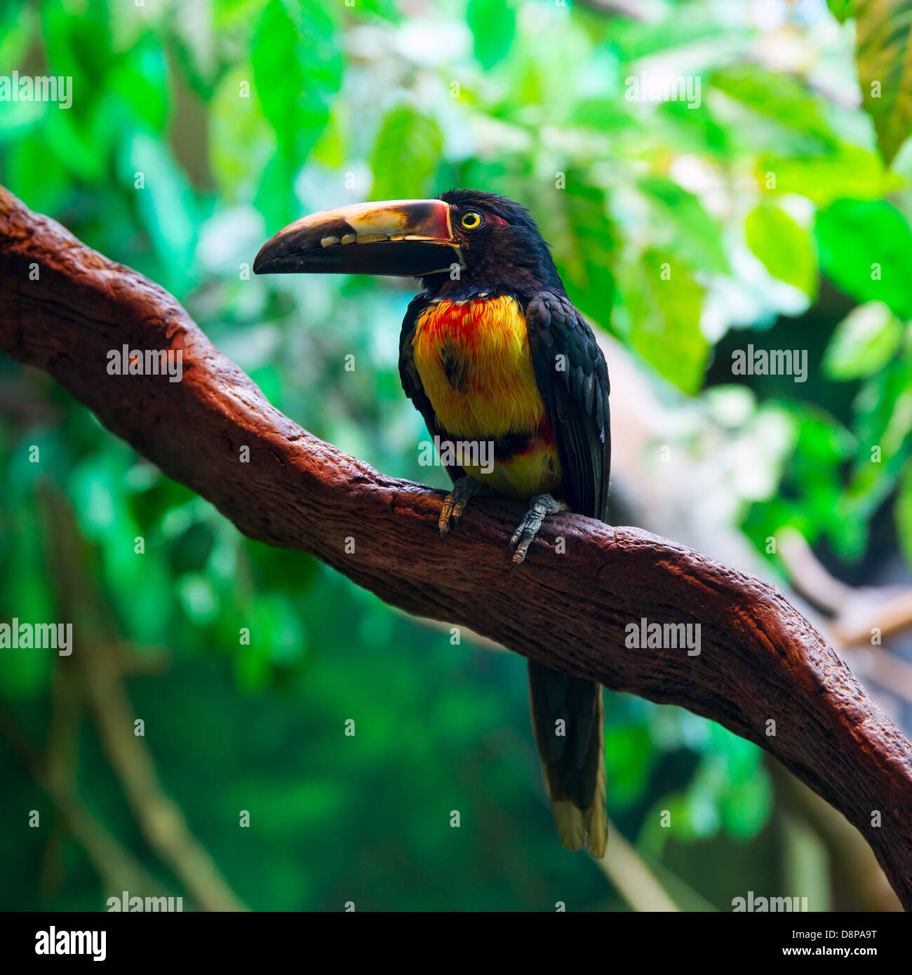 Collared Aracari Agarrado Pteroglossus torquatus toucan bird Stock ...