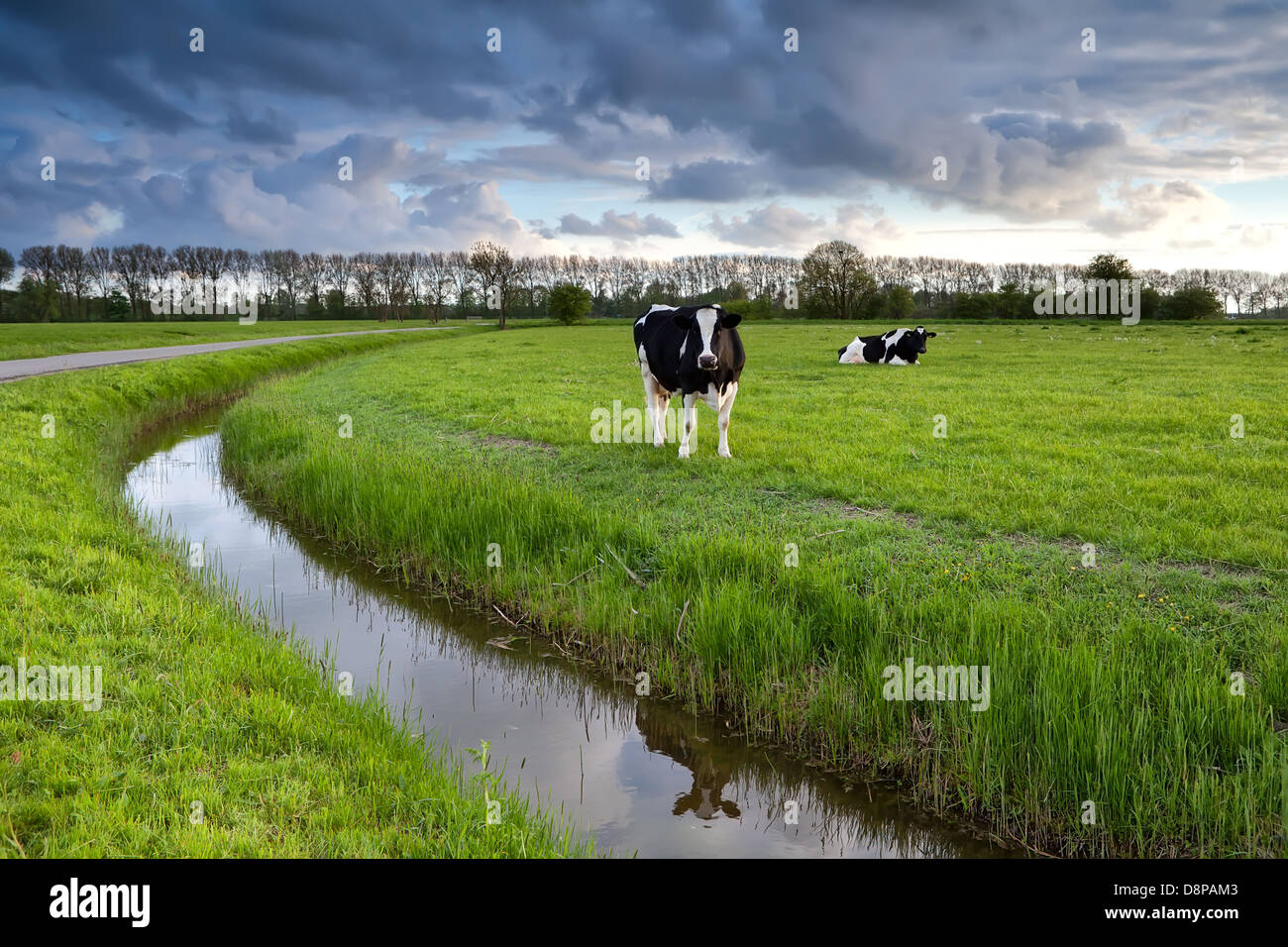 two black and white cows on pasture after storm, Netherlands Stock ...