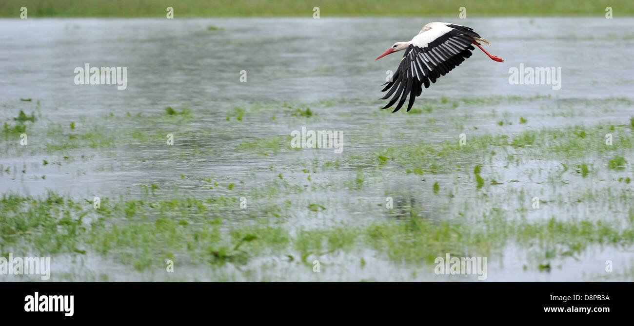 Stork flies over a flooded meadow near Woernitzstein, Germany, 02 June ...
