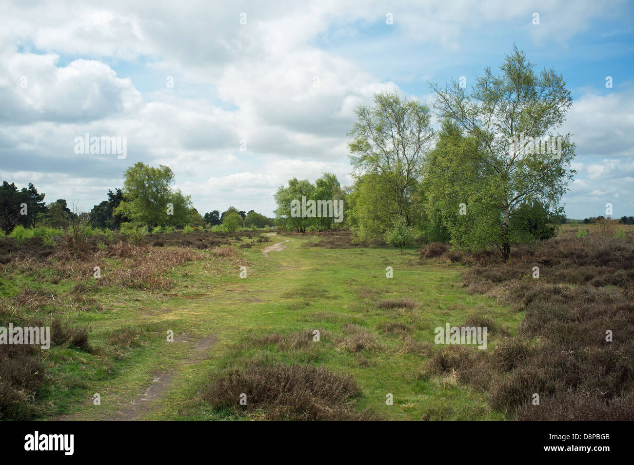Sutton Heath Suffolk UK Stock Photo - Alamy