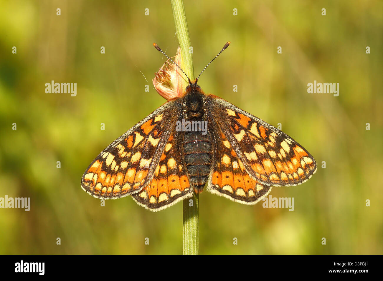 Rare fritillary hi-res stock photography and images - Alamy