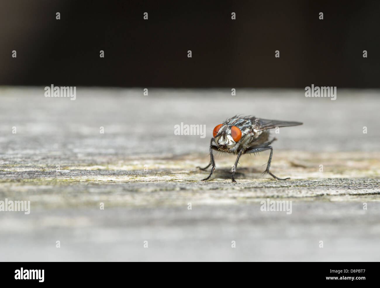 macro of a house fly Stock Photo - Alamy