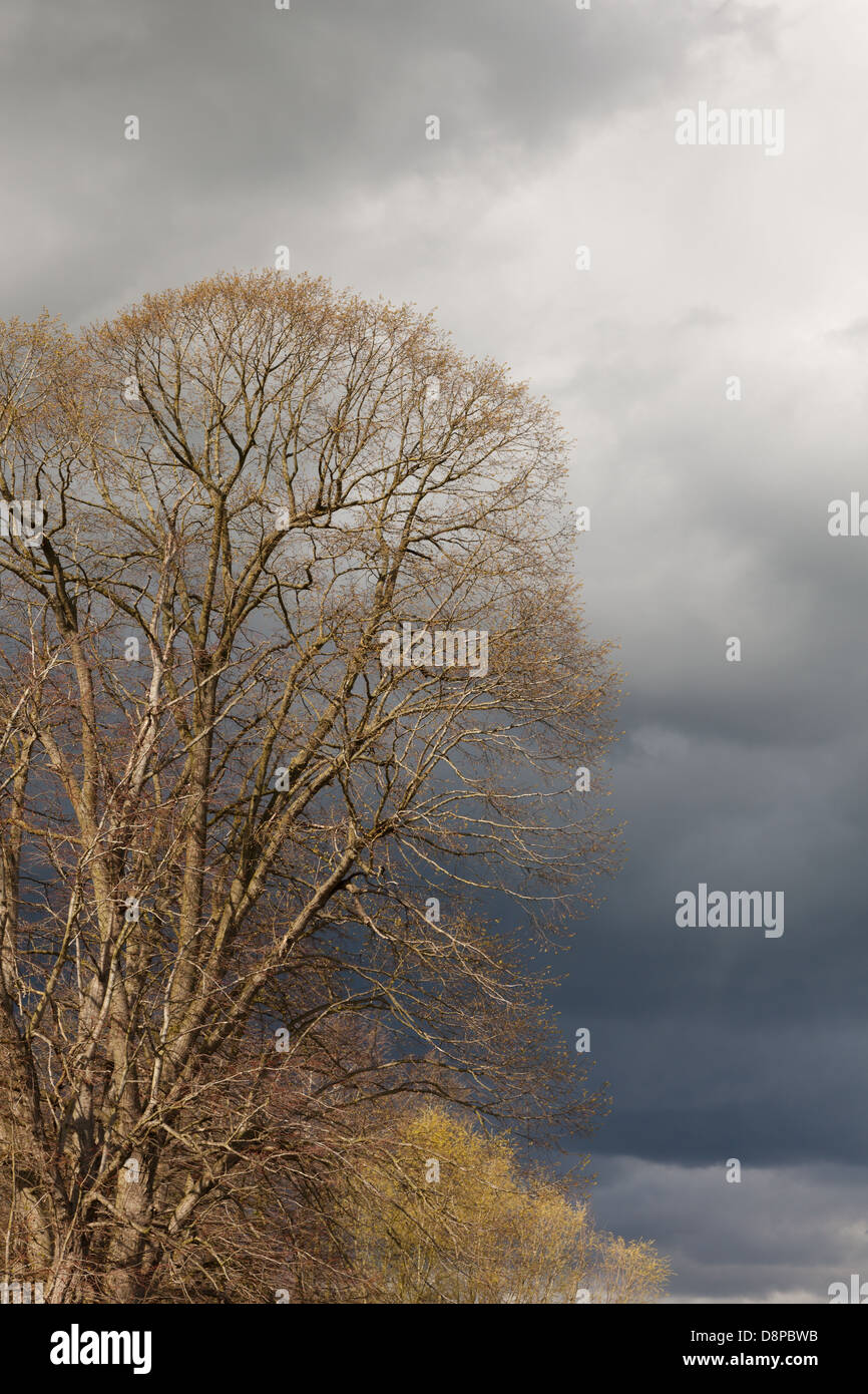 Spring leaf colour hi-res stock photography and images - Alamy