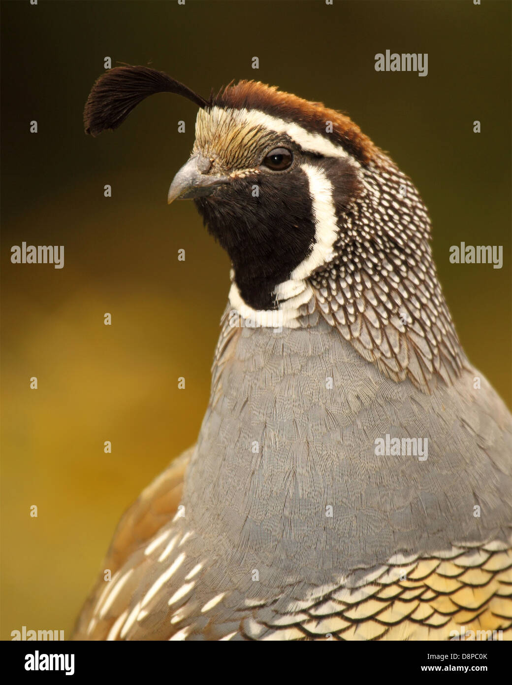 A colorful portrait of a male California Quail Stock Photo - Alamy