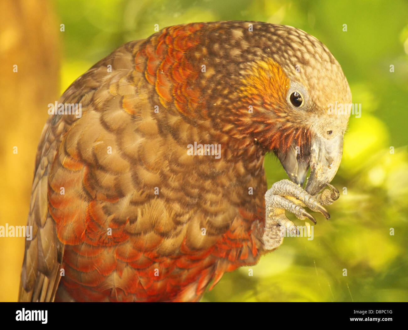 Kaka hi-res stock photography and images - Alamy