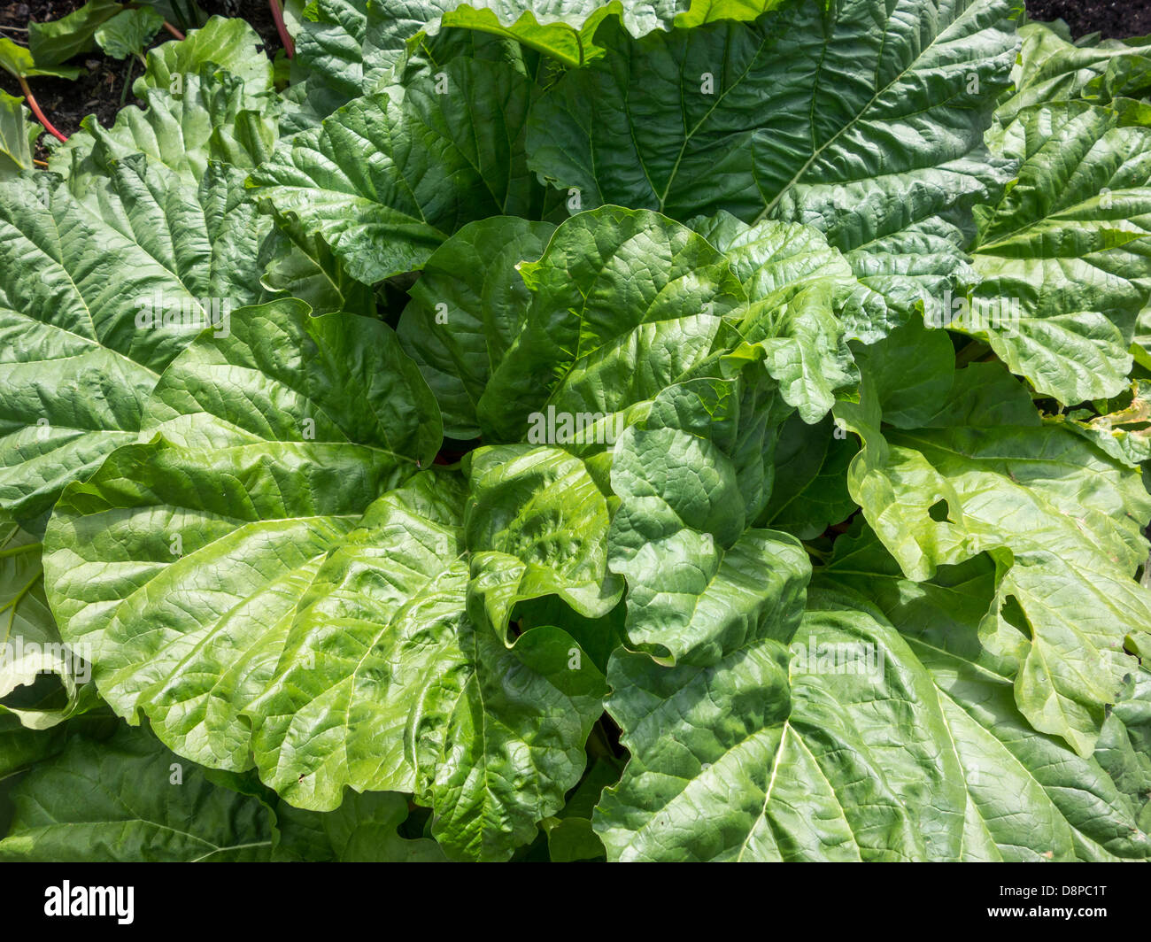 Rhubarb leaves hi-res stock photography and images - Alamy