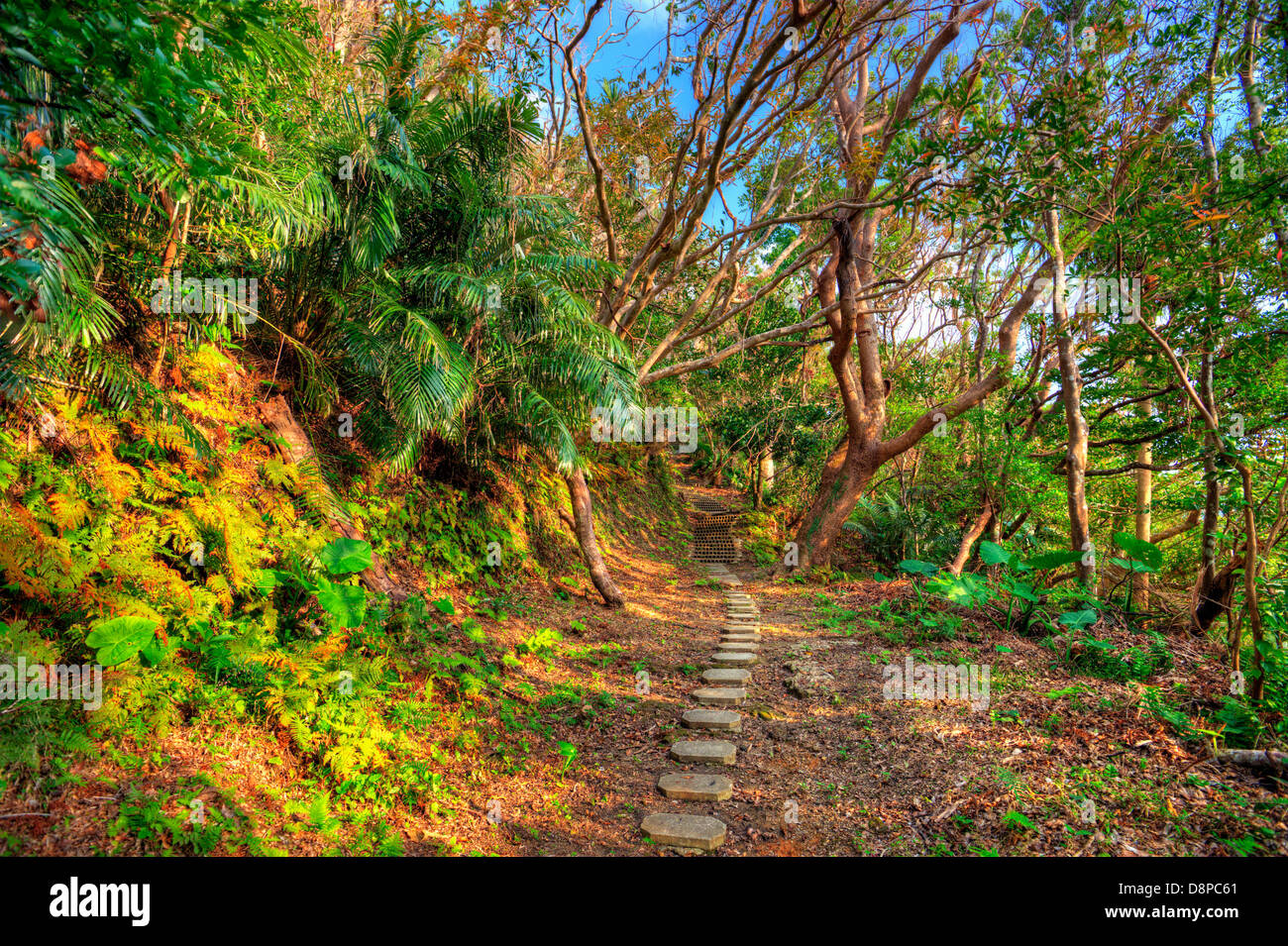 Hiking trail the jungle of Okinawa, Japan Stock Photo - Alamy