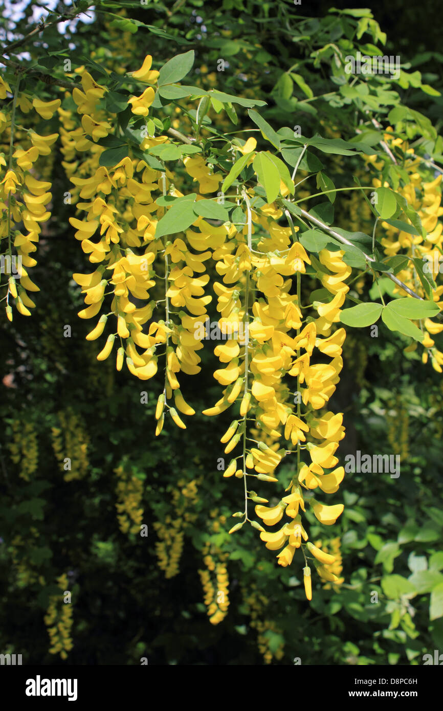 Yellow laburnum at Cannizaro House and Park, Wimbledon England UK Stock ...