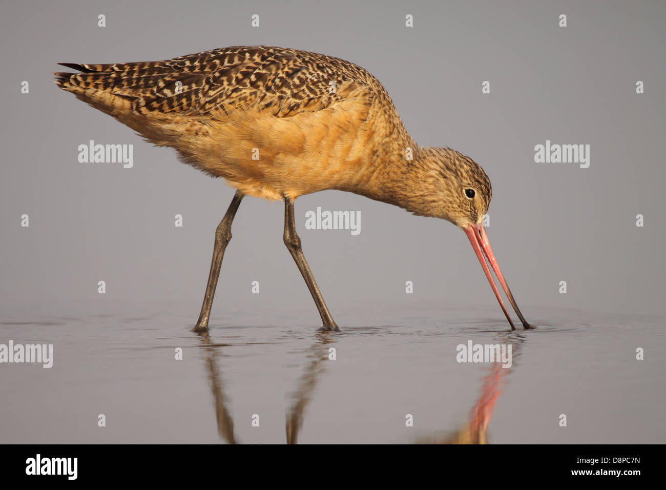 A Marbled Godwit probing the shallows for food Stock Photo - Alamy