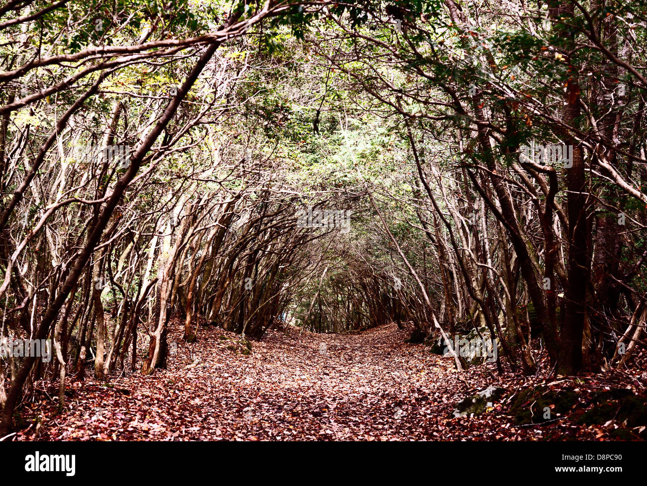 Aokigahara Forest in Japan Stock Photo - Alamy