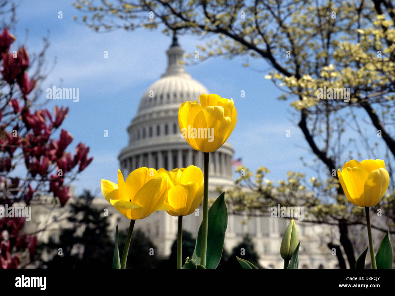 US Capitol Building, Washington DC. Capitol Dome, spring tulips, cherry ...