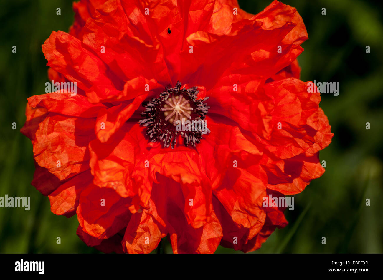Open poppy flower hi-res stock photography and images - Alamy