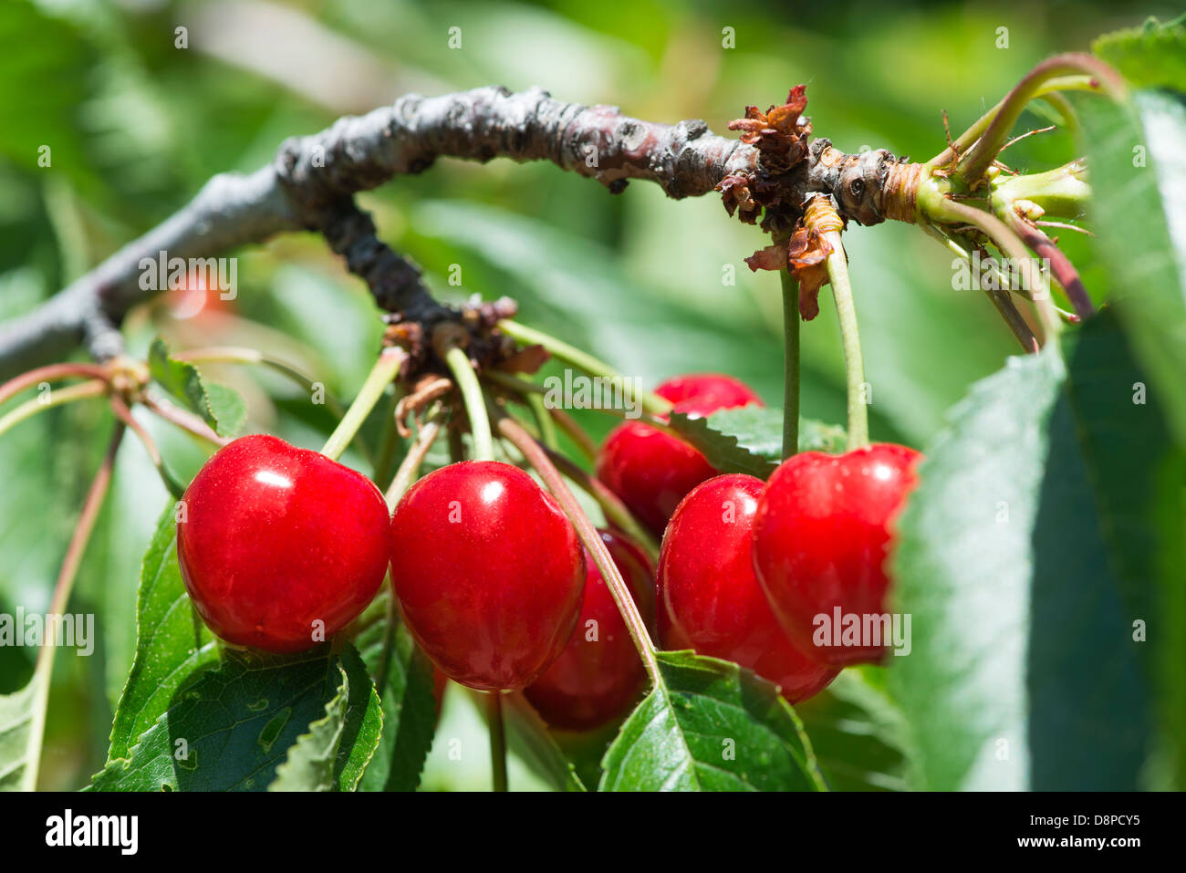 Twig with red cherries on a tree Stock Photo - Alamy