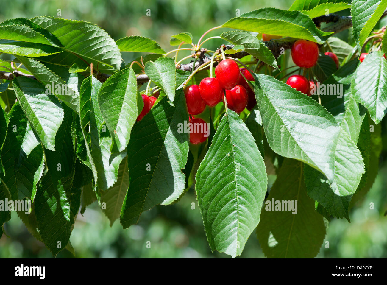 Red leaf of cherry tree hi-res stock photography and images - Alamy