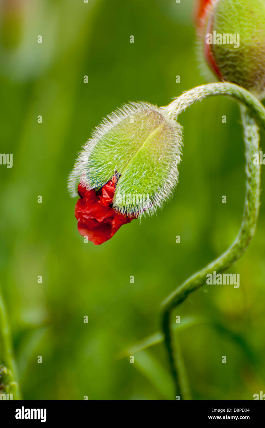 Field red poppies buds hi-res stock photography and images - Alamy