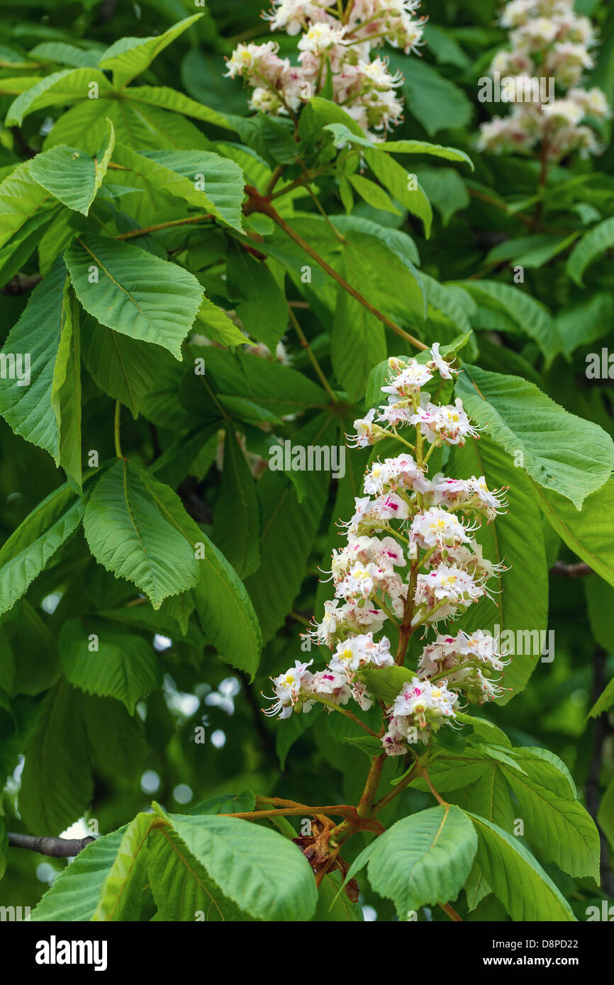 Flowering branches of chestnut Stock Photo - Alamy