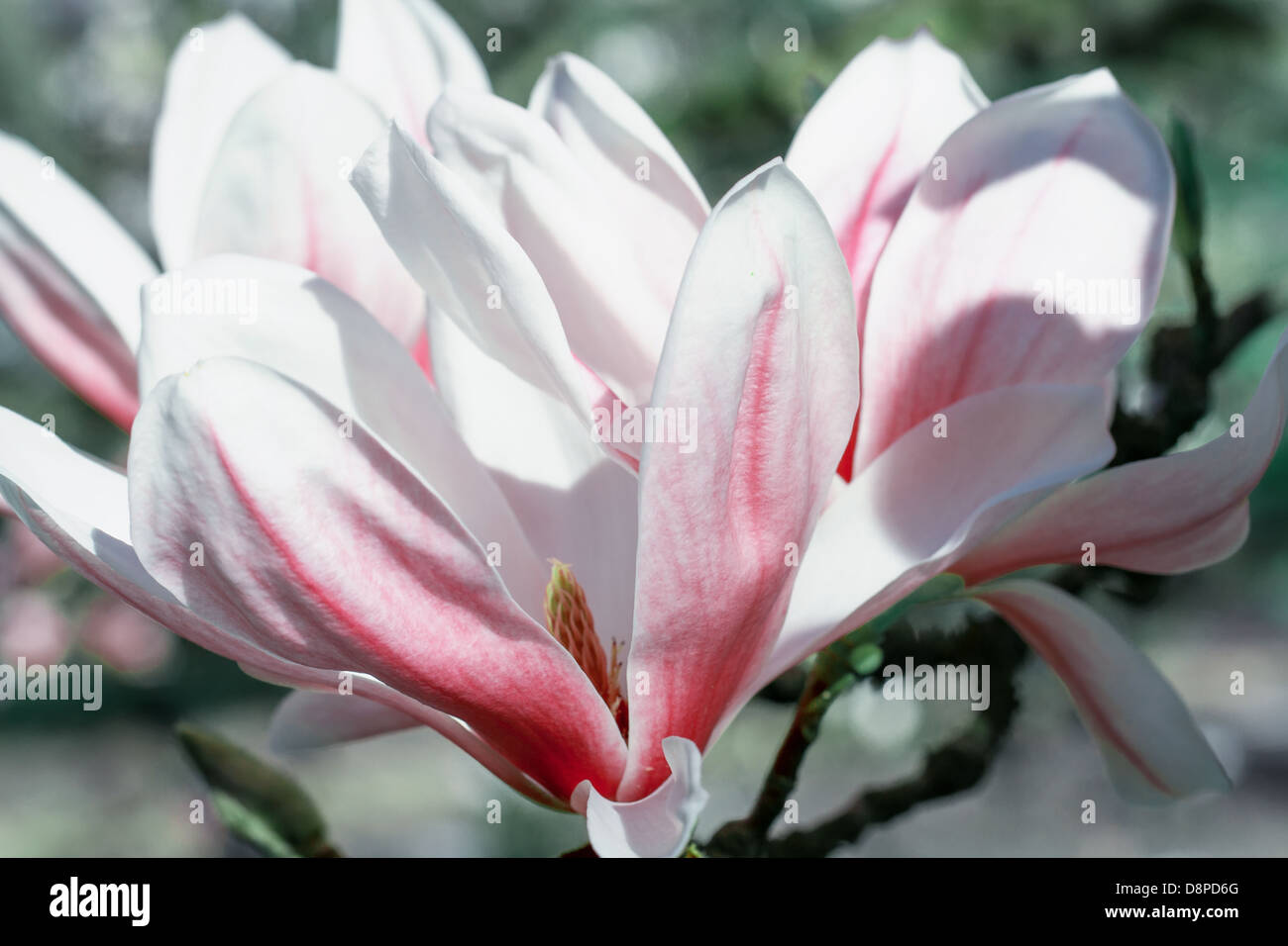 Flowers of magnolia close up Stock Photo - Alamy