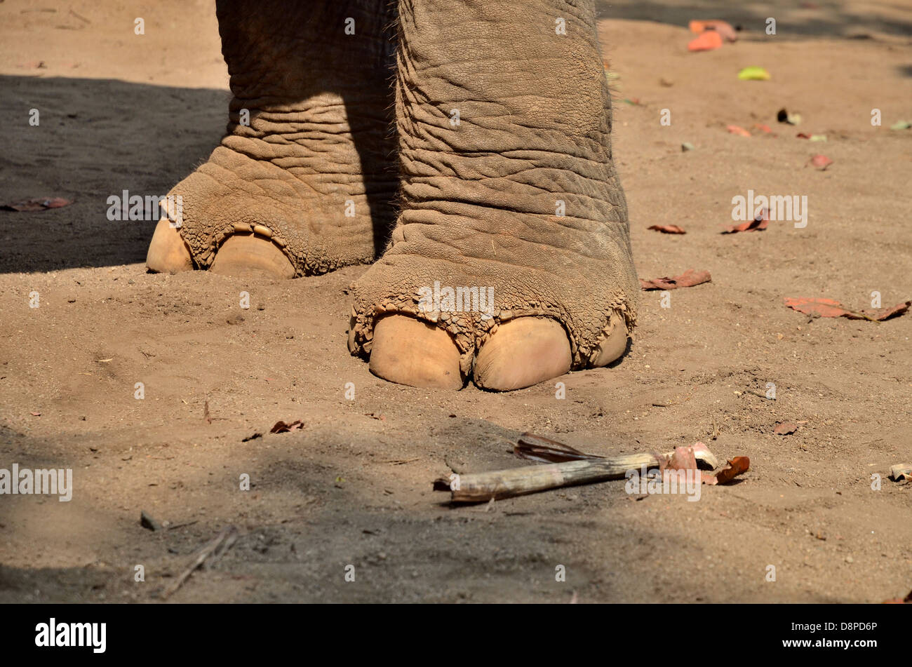 Elephant toe hi-res stock photography and images - Alamy