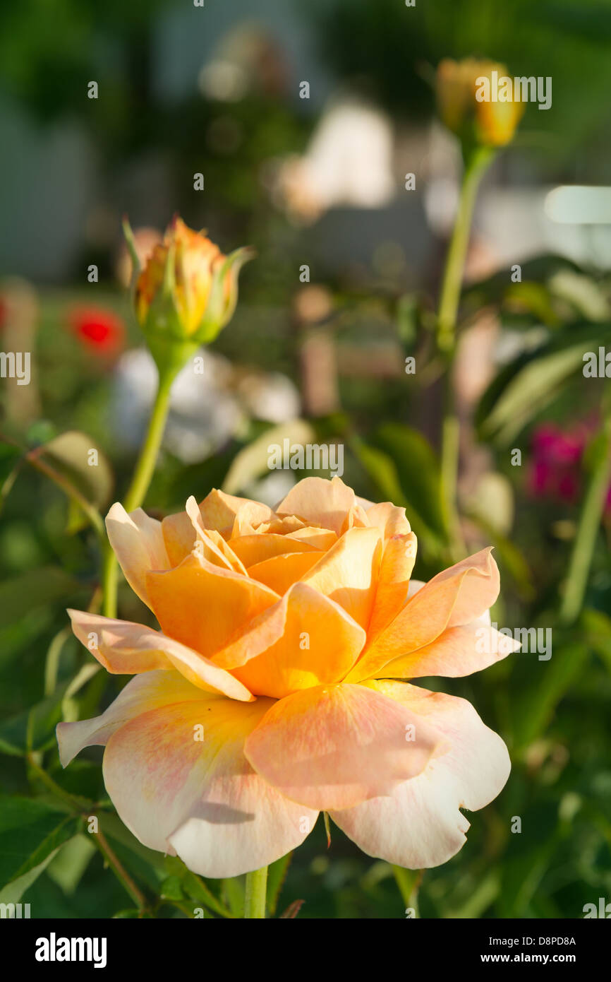 Yellow rose close-up Stock Photo - Alamy