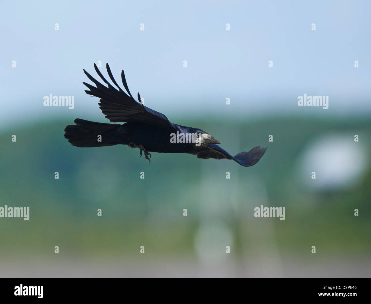 Rook in flight Stock Photo - Alamy