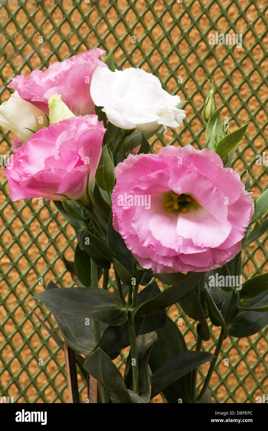 Lisianthus plant in bloom Stock Photo - Alamy