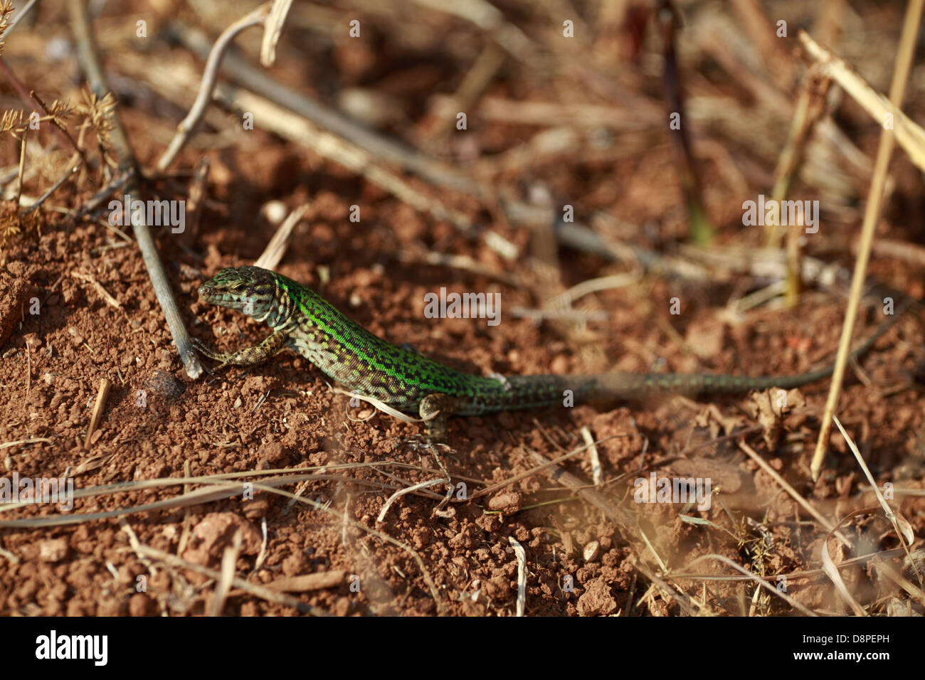 Podarcis pityusensis, Ibizan wall lizard Stock Photo - Alamy