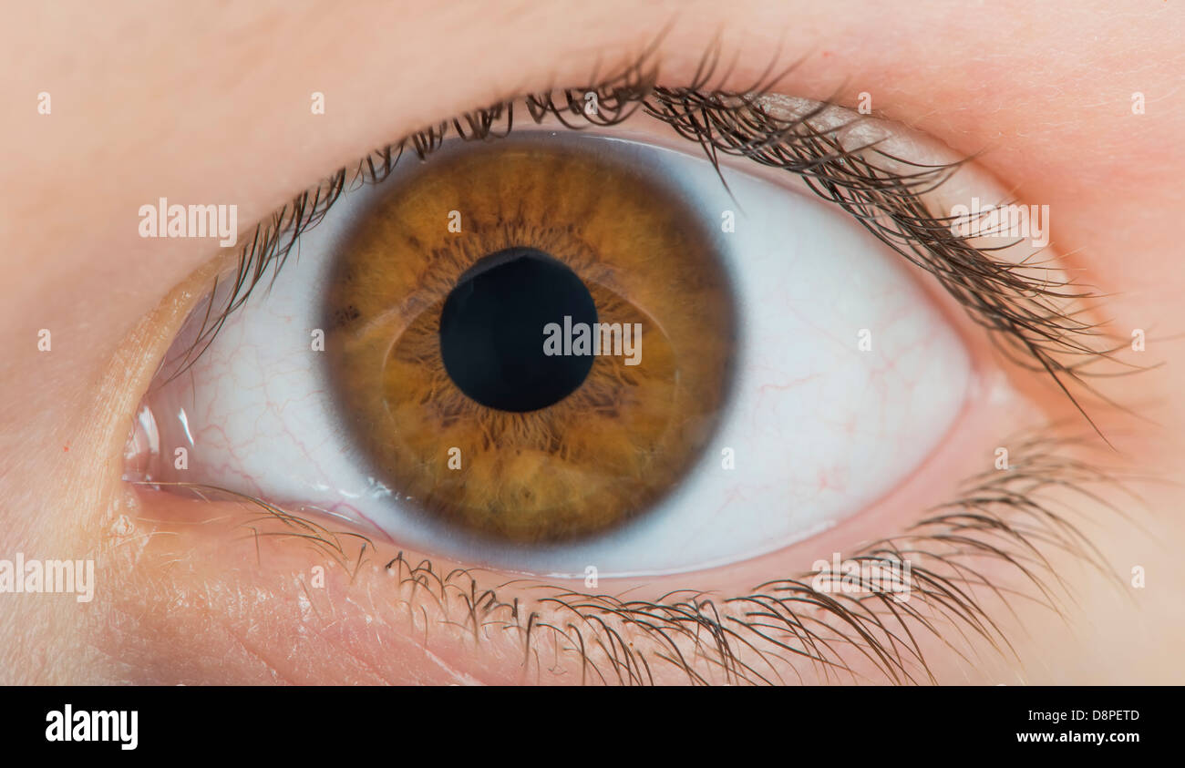 Beautiful brown human eye hi-res stock photography and images - Alamy