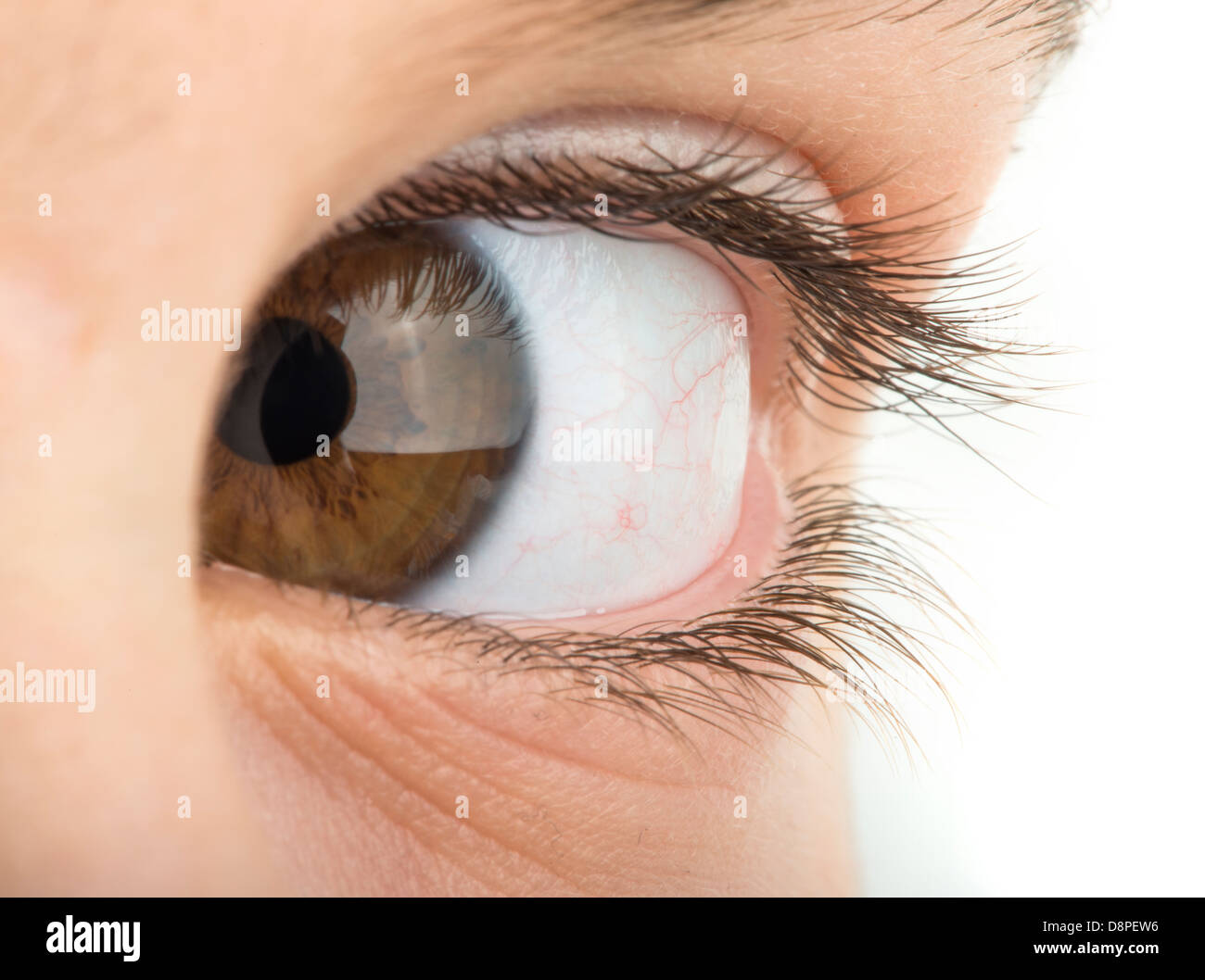 Human eye brown color. Close up studio shot Stock Photo - Alamy