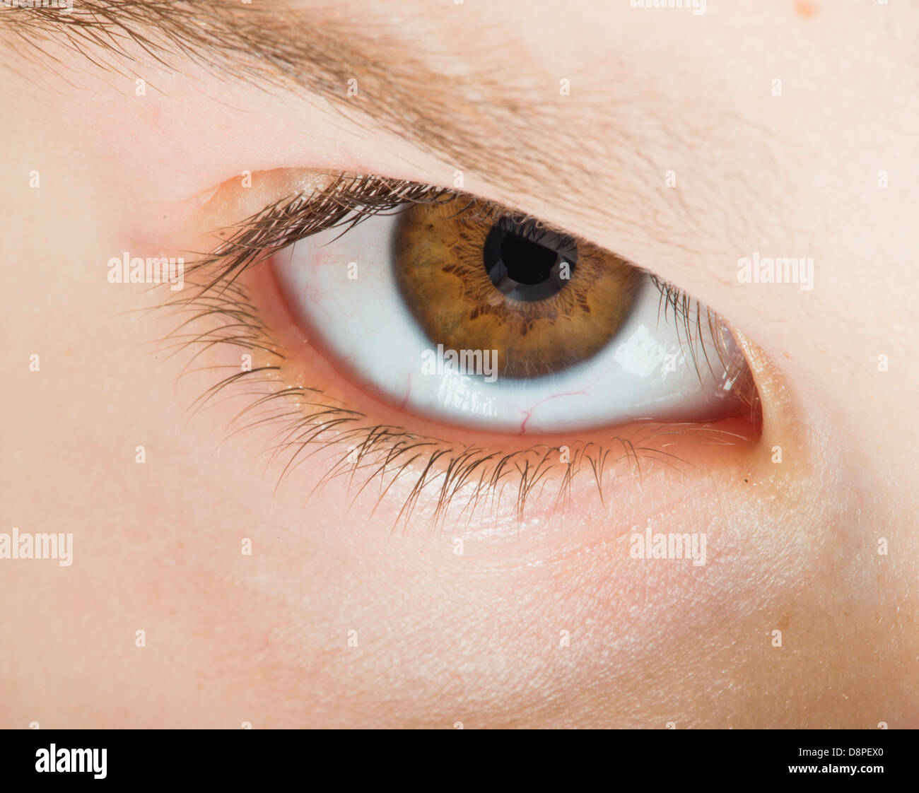 Human eye brown color. Close up studio shot Stock Photo - Alamy