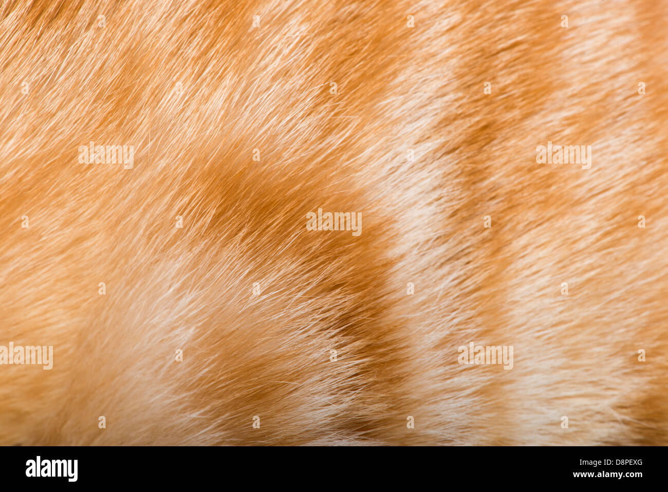 Orange skin of cat. Tiger pattern Stock Photo - Alamy