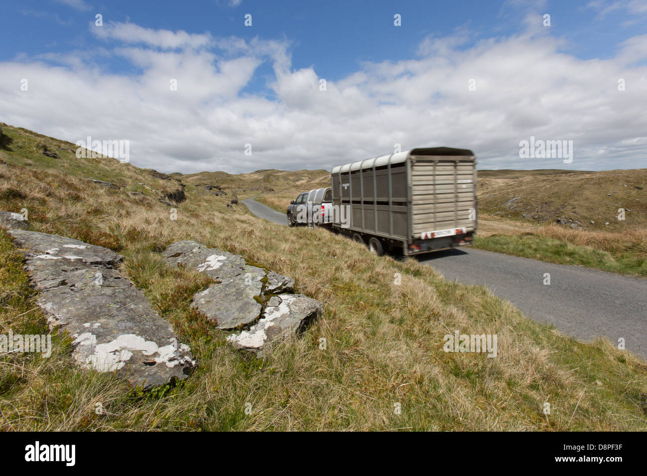Moving sheep by trailer to the mountains around Teifi Pools (Llynnoedd ...