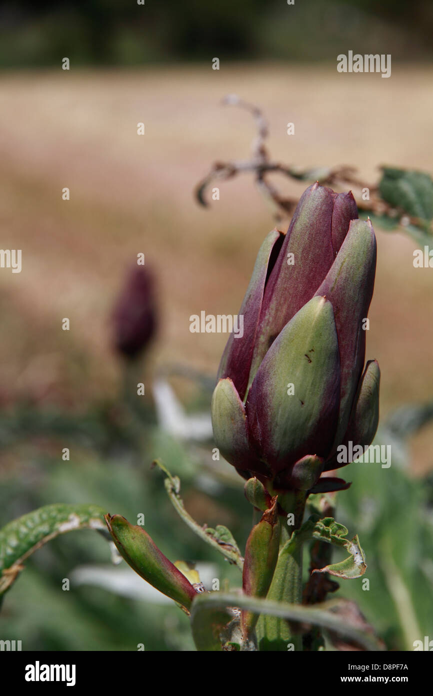 Artichoke plantation, detail view Stock Photo - Alamy