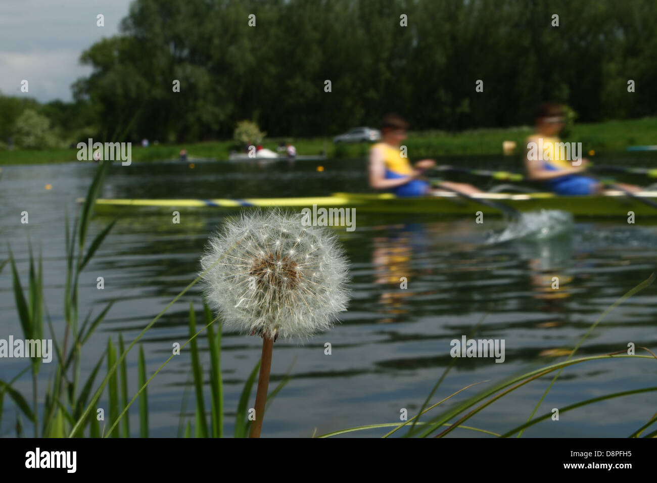 Weather Peterborough, UK June 1, 2013 A dandelion clock as rowers go ...