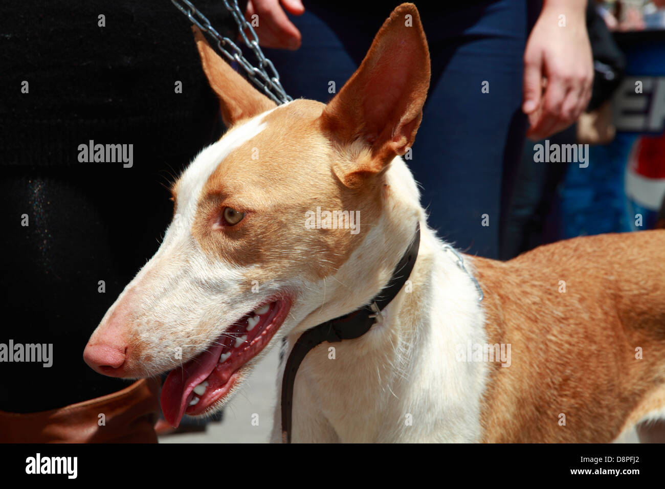 Portrait of ibizan hound -podenco- at a country fair, Ibiza, Spain ...