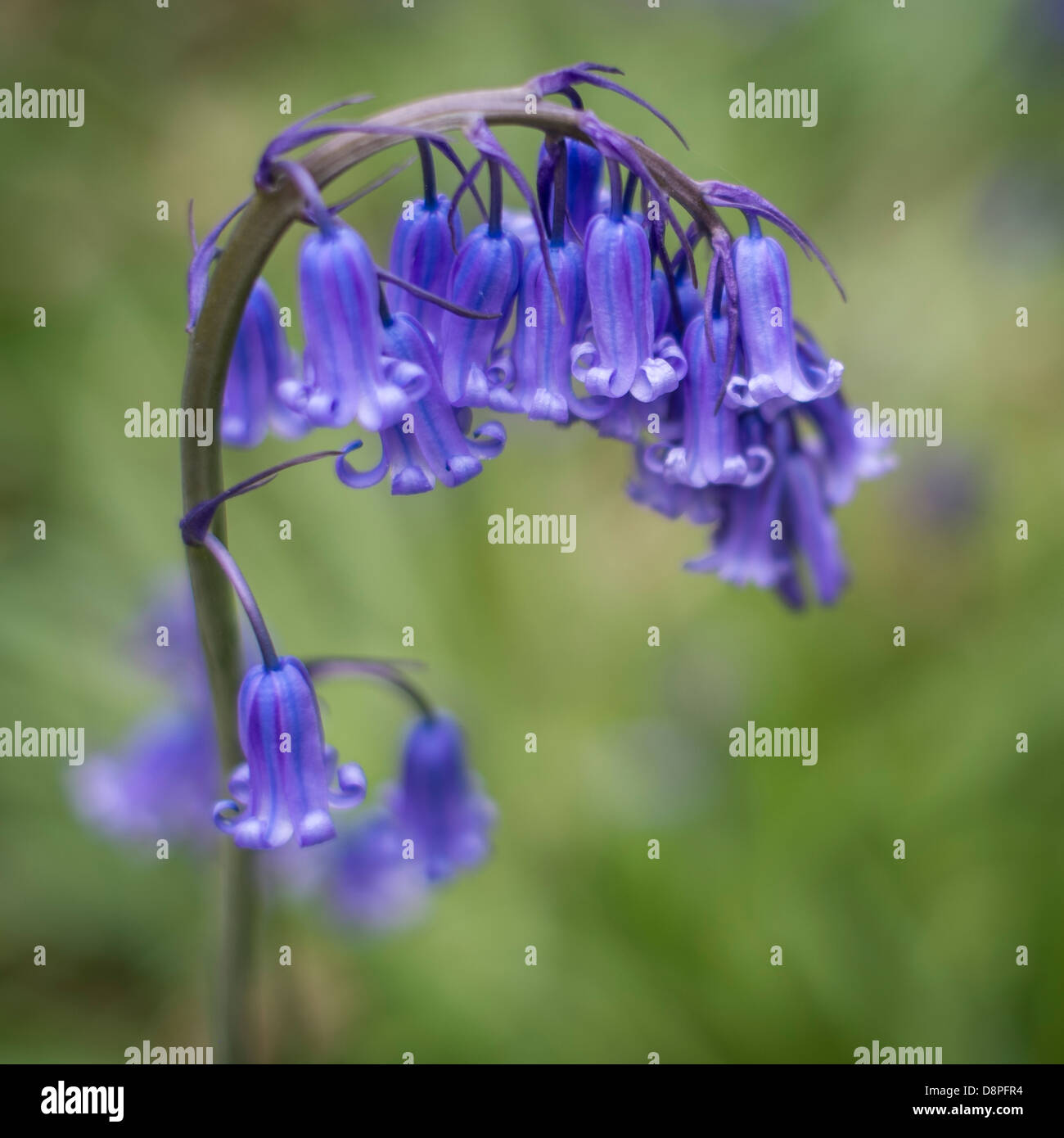 Blue flowers close up hi-res stock photography and images - Alamy