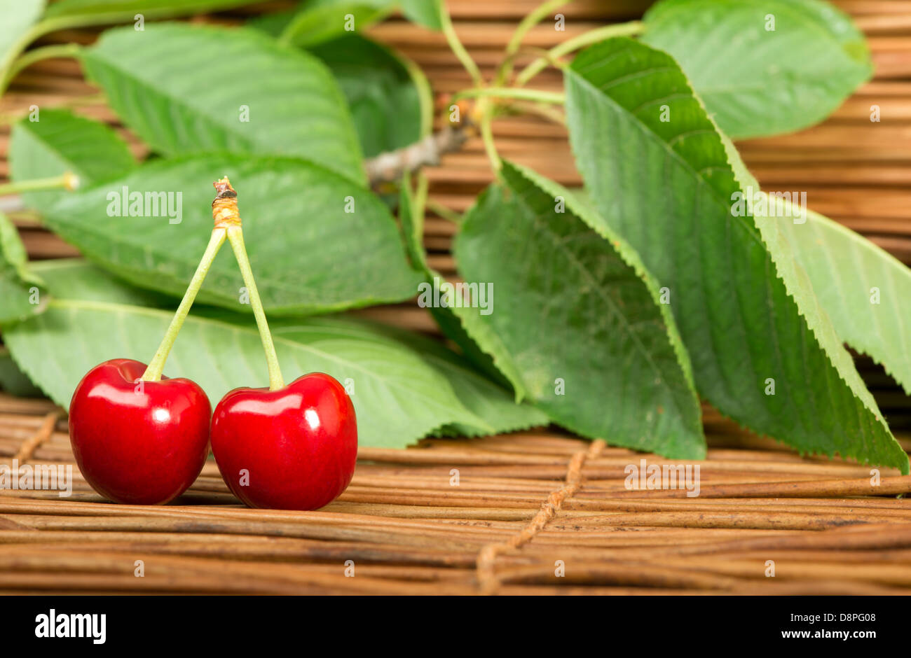 Two Cherries close up. Branch with leaves. Studio shot Stock Photo - Alamy